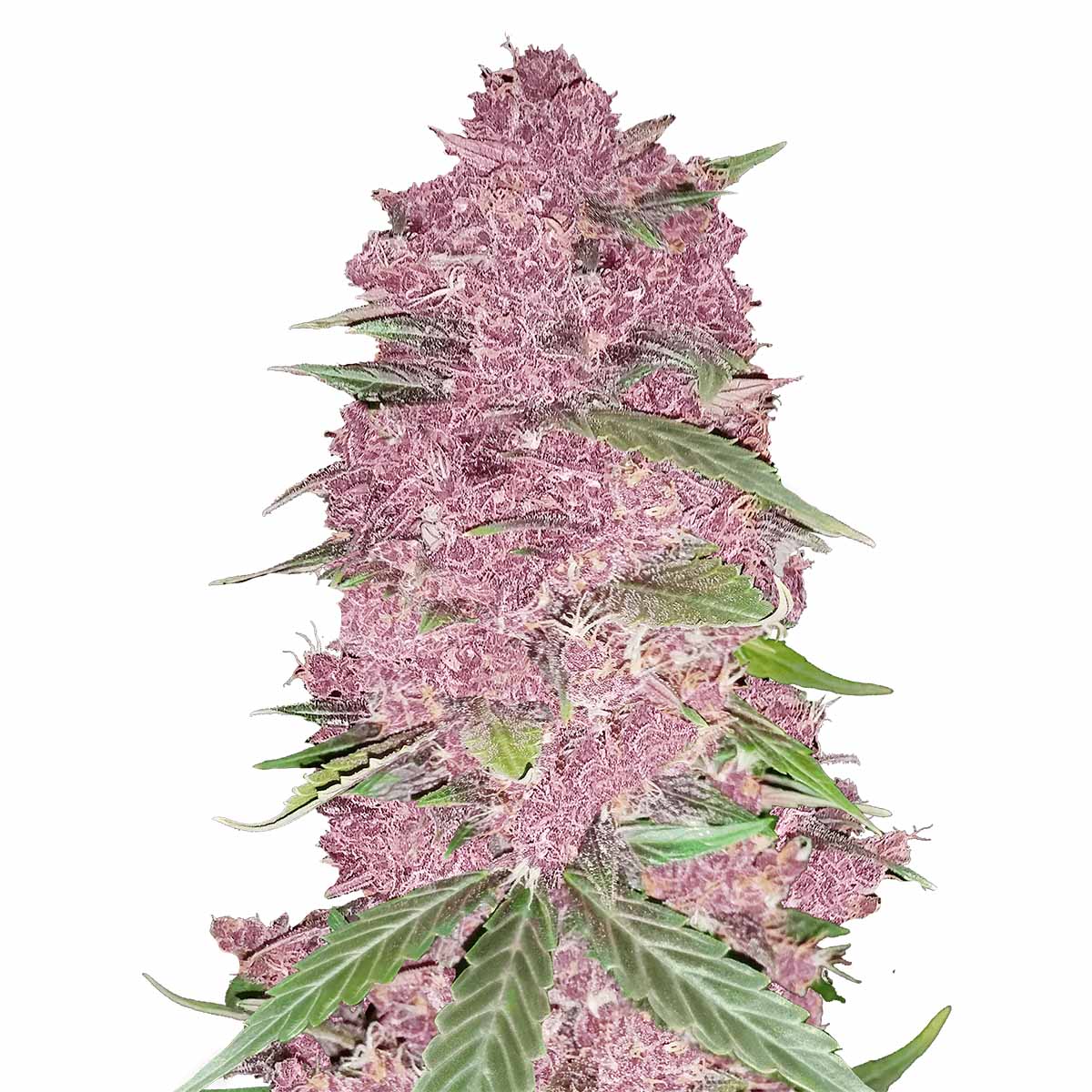 Purple Lemonade Auto Cannabis Strain | Effects, Flavors & More